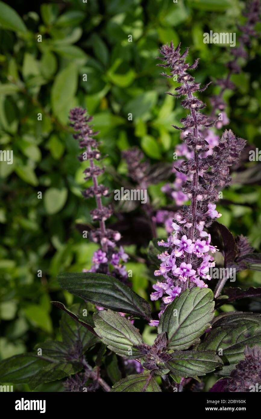 purple flowering basil plant in the garden Stock Photo - Alamy