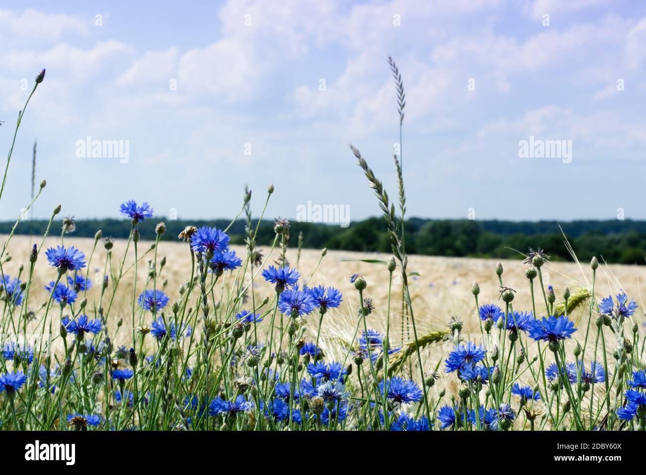 corn field with blue corn flowers in the sun Stock Photo - Alamy