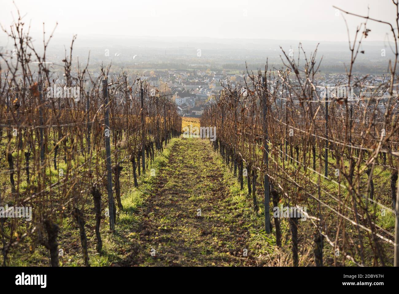 apple plantations and vineyards in southern germany in the evening ...