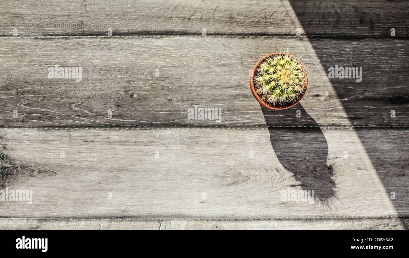 Small cactus in pot, light by morning sun, on a gray wood table top ...