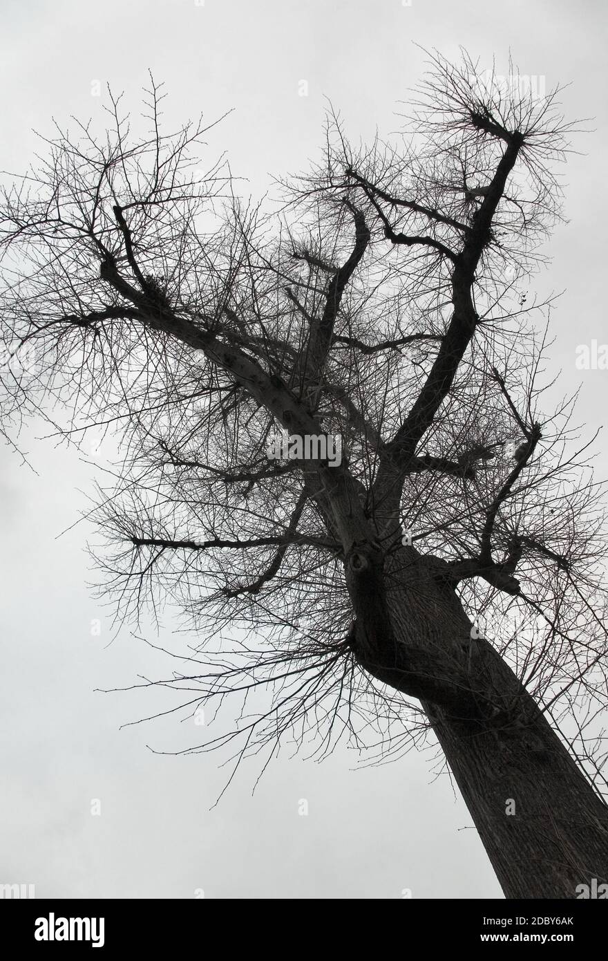 Sky through tree branches hi-res stock photography and images - Alamy