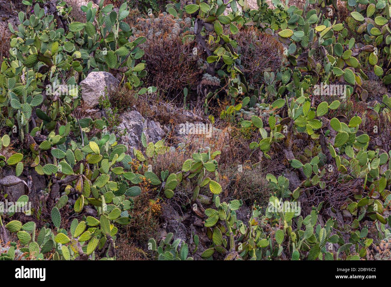 dense and impenetrable tangle of shrubs that grow closely together form ...