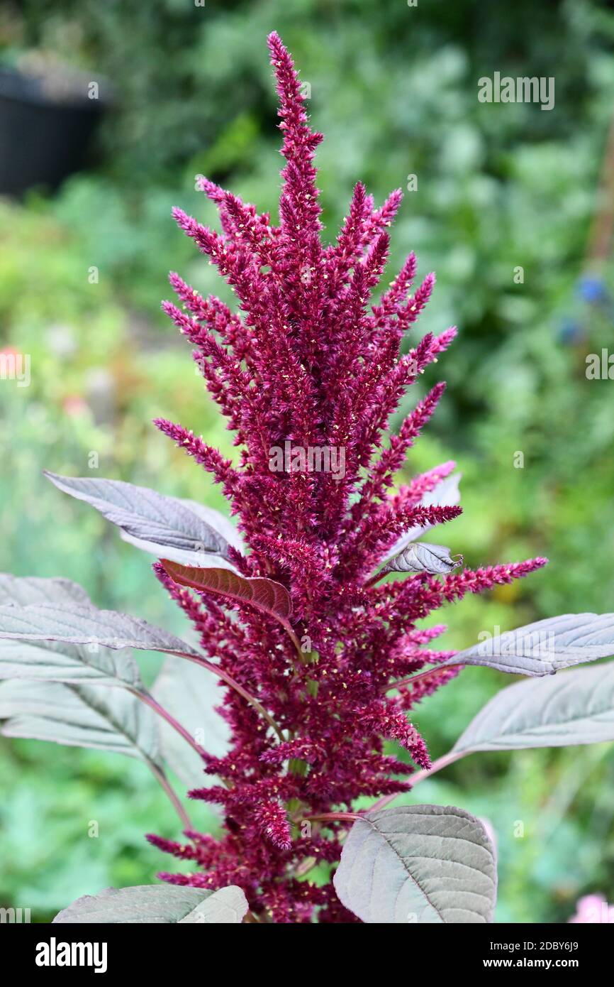 blooming amaranthus in the garden Stock Photo - Alamy