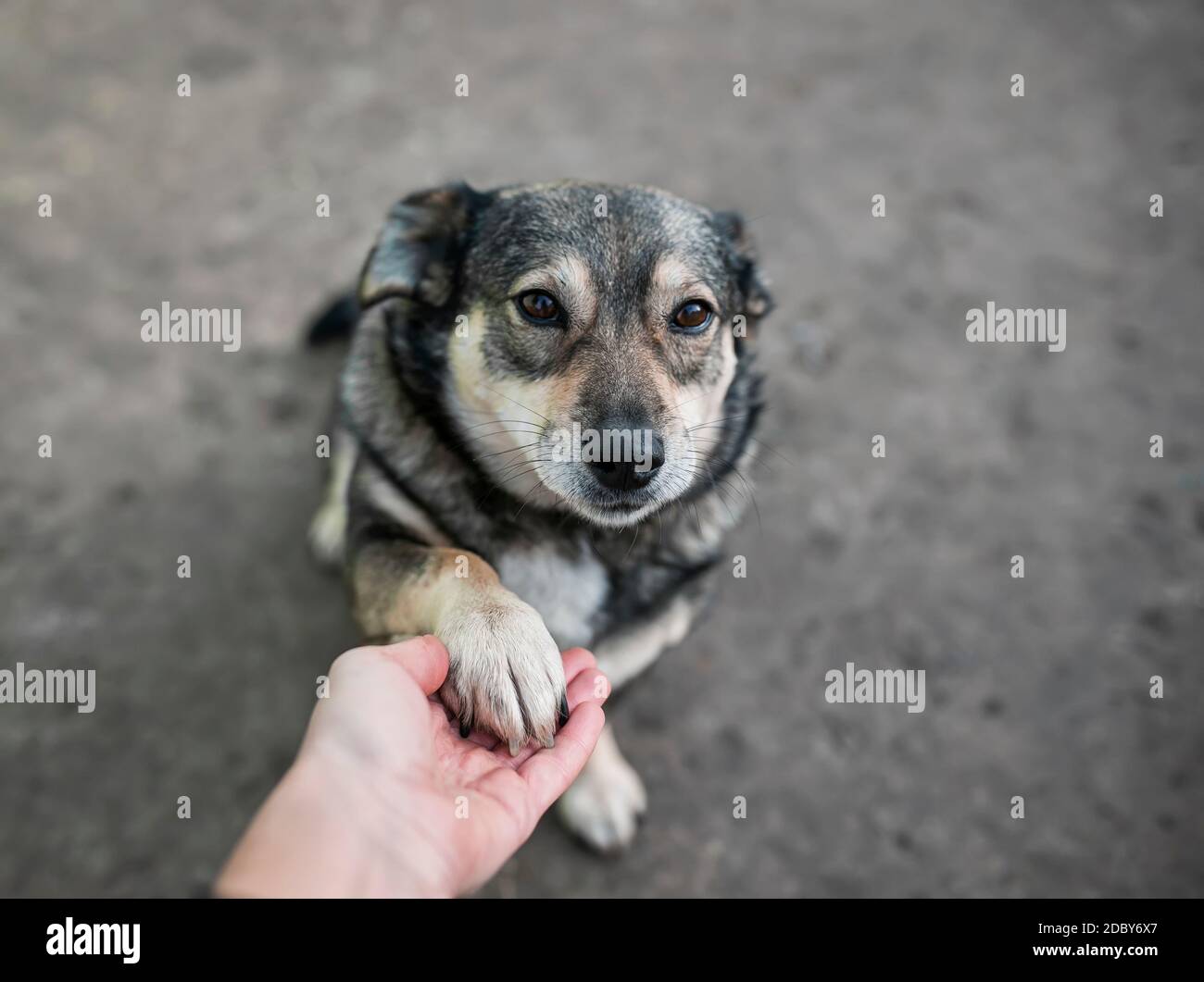 cute sad dog looks devotedly at the owner and gives him his paw in his ...