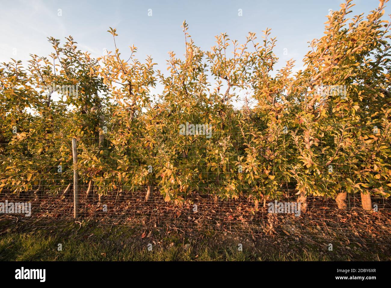 apple plantations and vineyards in southern germany in the evening ...