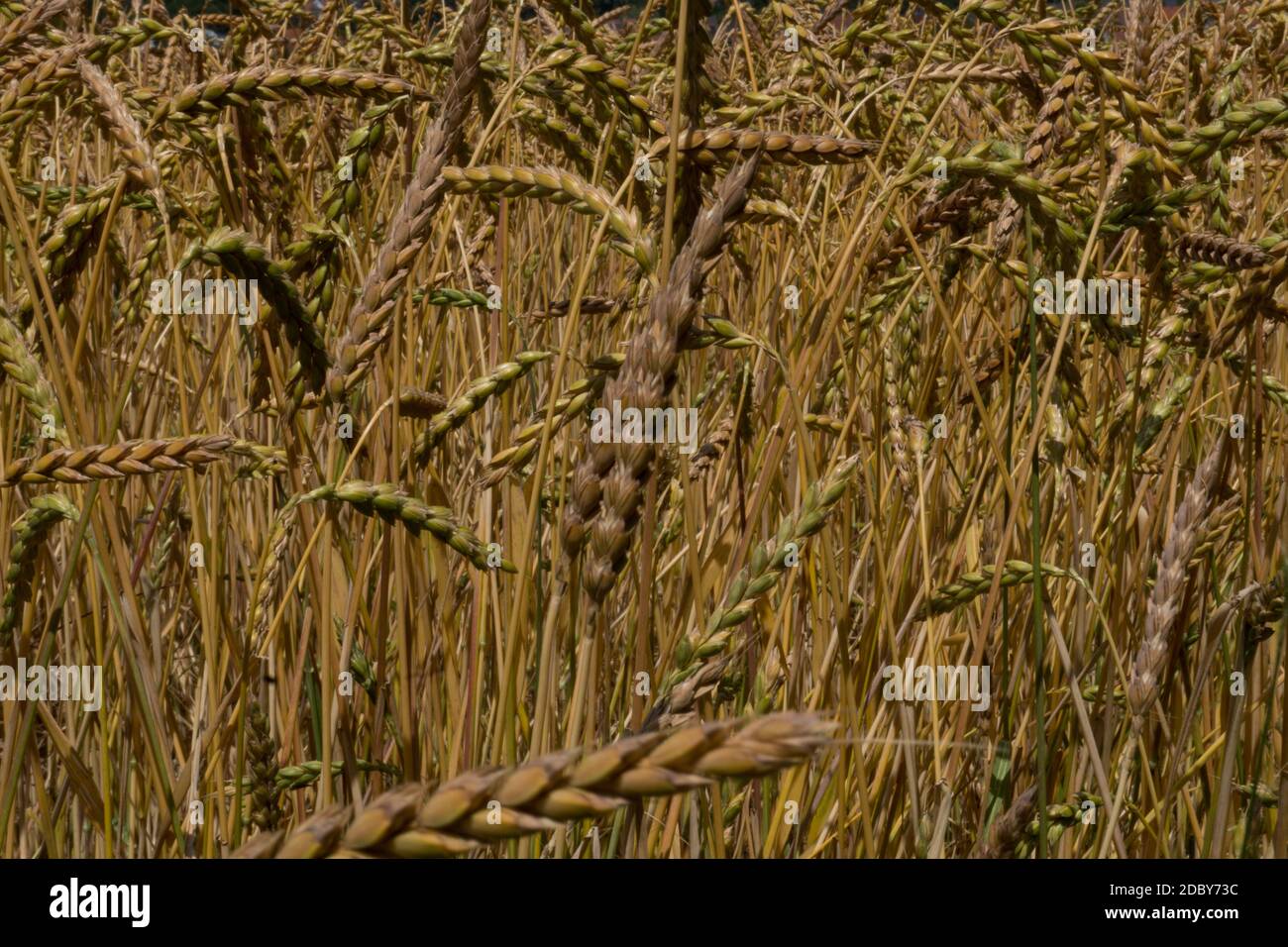 Wheat field in the summertime in the german region called Franken Stock ...