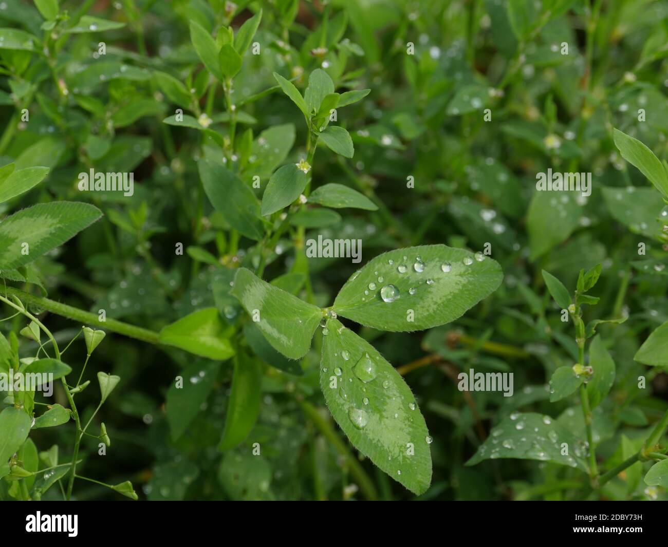 cold morning dew on the leaves of green grass Stock Photo - Alamy