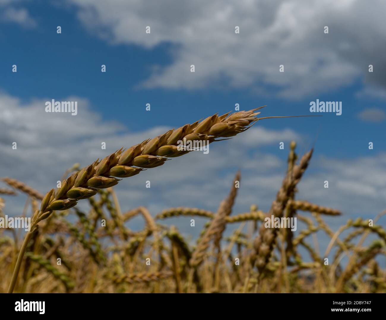Wheat field in the summertime in the german region called Franken Stock ...