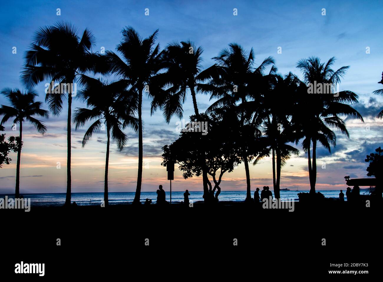 The silhouette of a group of palm trees in the sunset is photographed ...
