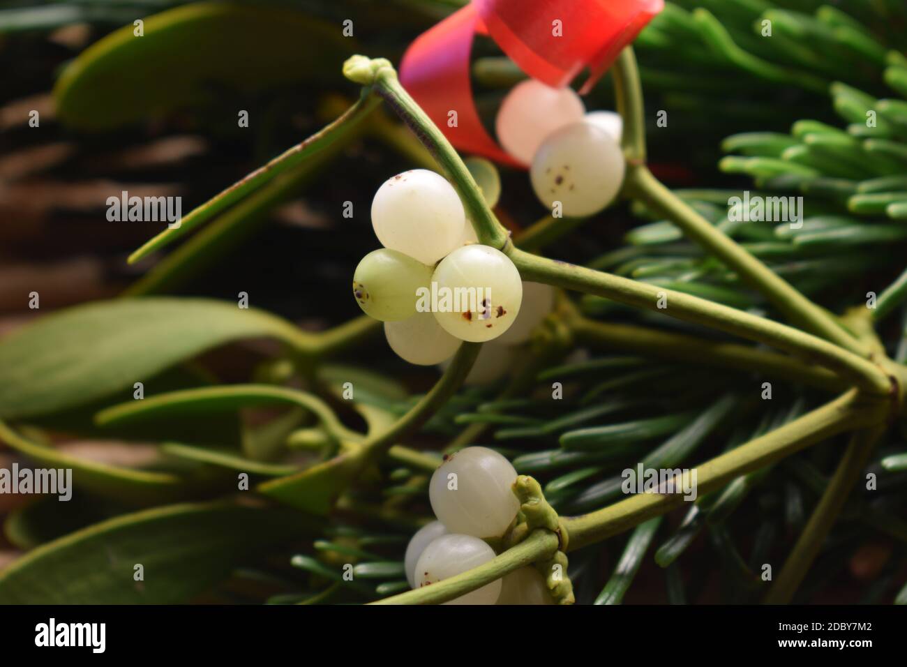 Beautiful branch fruit close up hi-res stock photography and images - Alamy