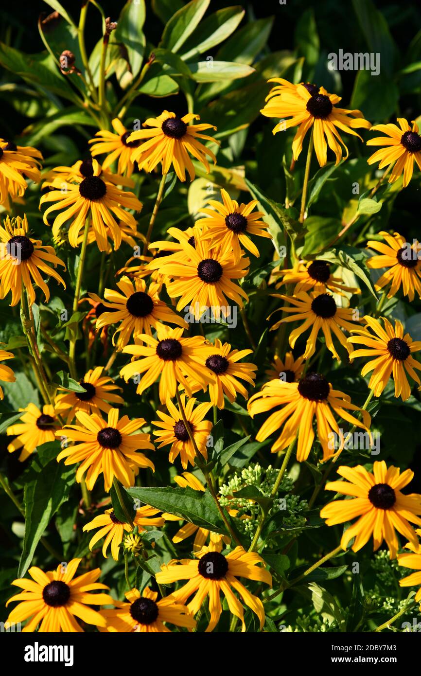 yellow common sun hat in the garden Stock Photo - Alamy