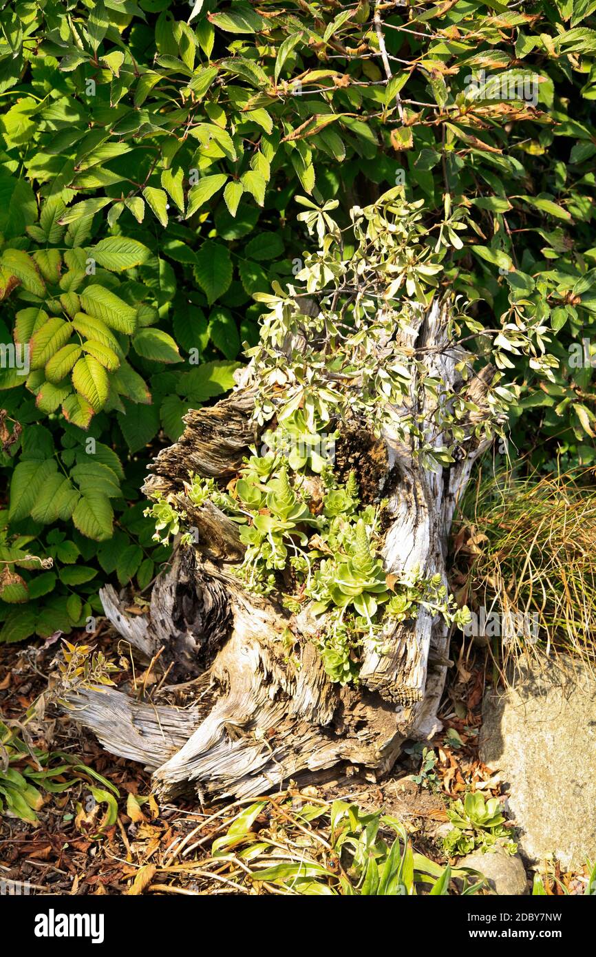 Planted root in the garden Stock Photo - Alamy