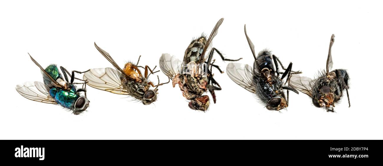 Various dead flies lie in a row. Isolated on white Stock Photo - Alamy
