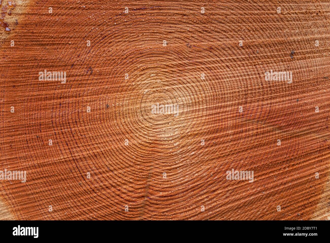 Cross section of an aged pine tree Stock Photo - Alamy