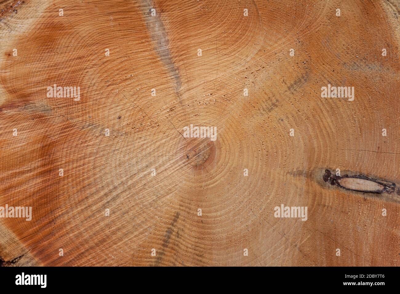 Cross section of an aged pine tree Stock Photo - Alamy