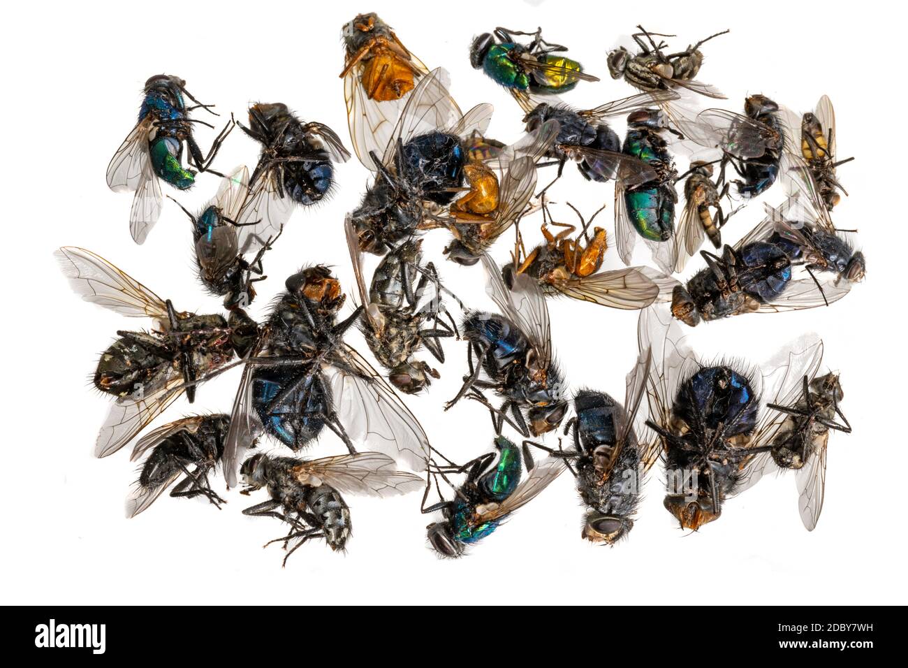 Many different colorful dead insects are in one pile. Isolated on white ...