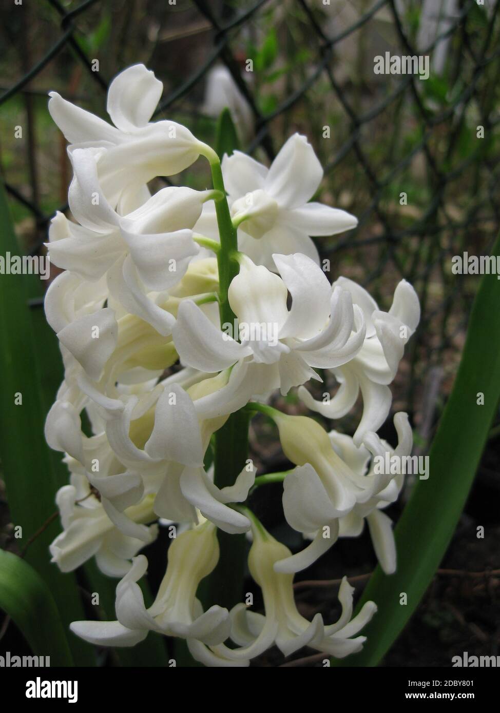 White garden hyacinth hi-res stock photography and images - Alamy
