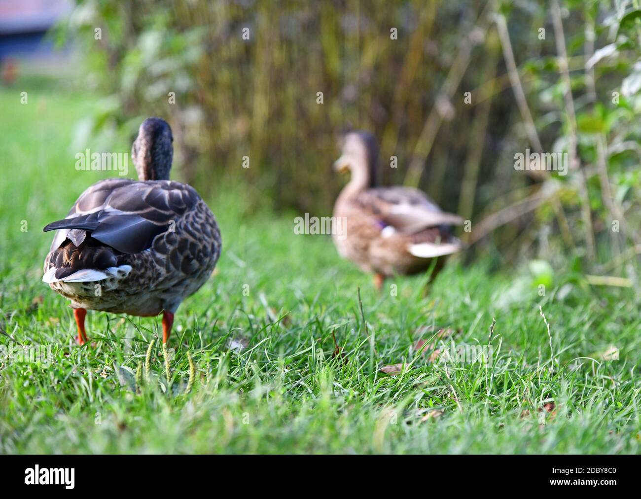 Mallard duck in autumn hi-res stock photography and images - Alamy
