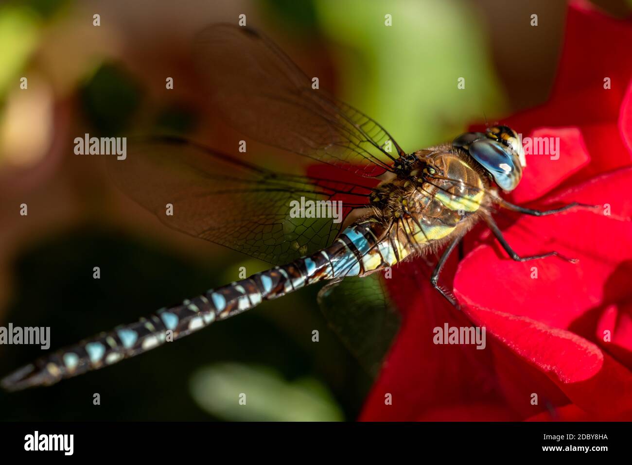 Hairy dragonflies hi-res stock photography and images - Alamy