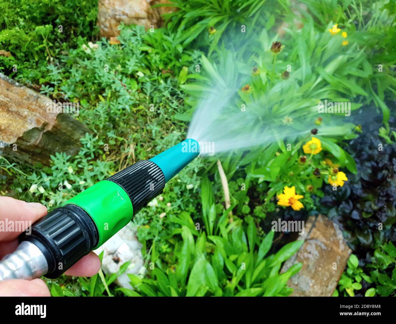 Closeup of plastic garden hose spraying water on flower bed, watering ...