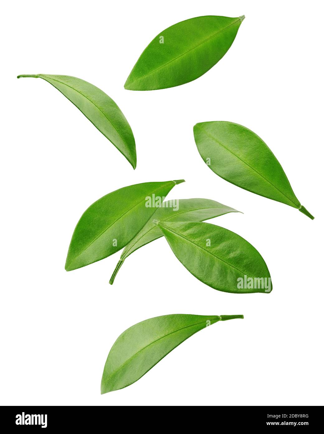 Falling Citrus leaf, lemon, grapefruit, orange, lime, kumquat, isolated ...