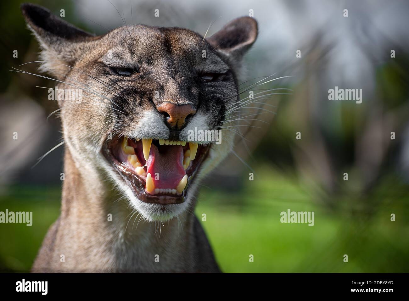 Puma growling hi-res stock photography and images - Alamy