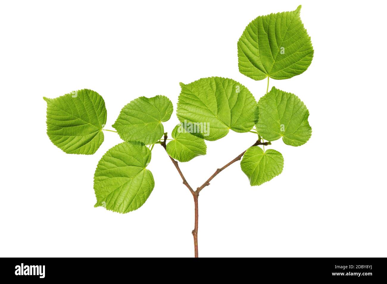 Green tree branch isolated on white background Stock Photo - Alamy