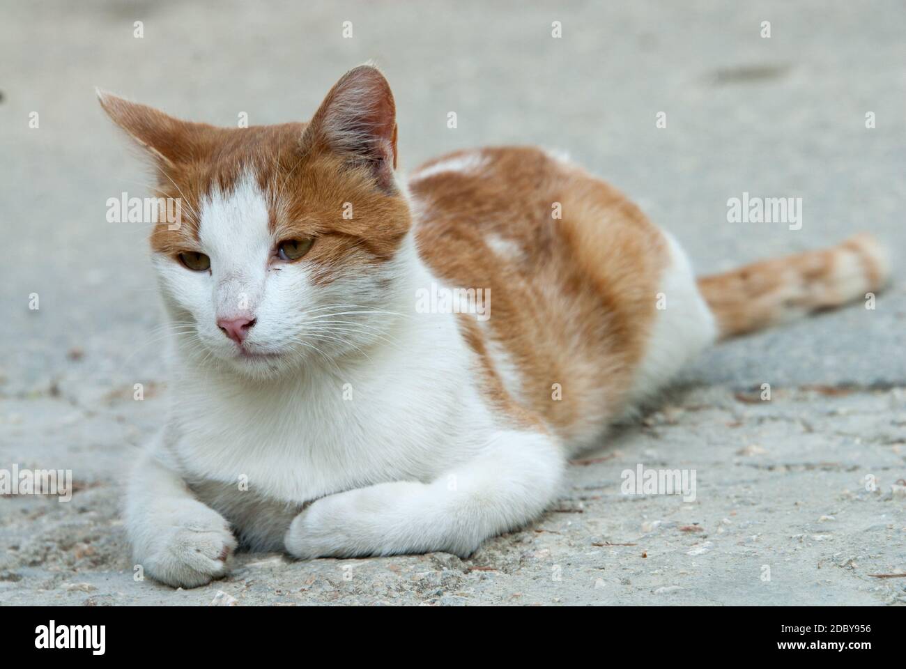 white and red haired cat Stock Photo - Alamy