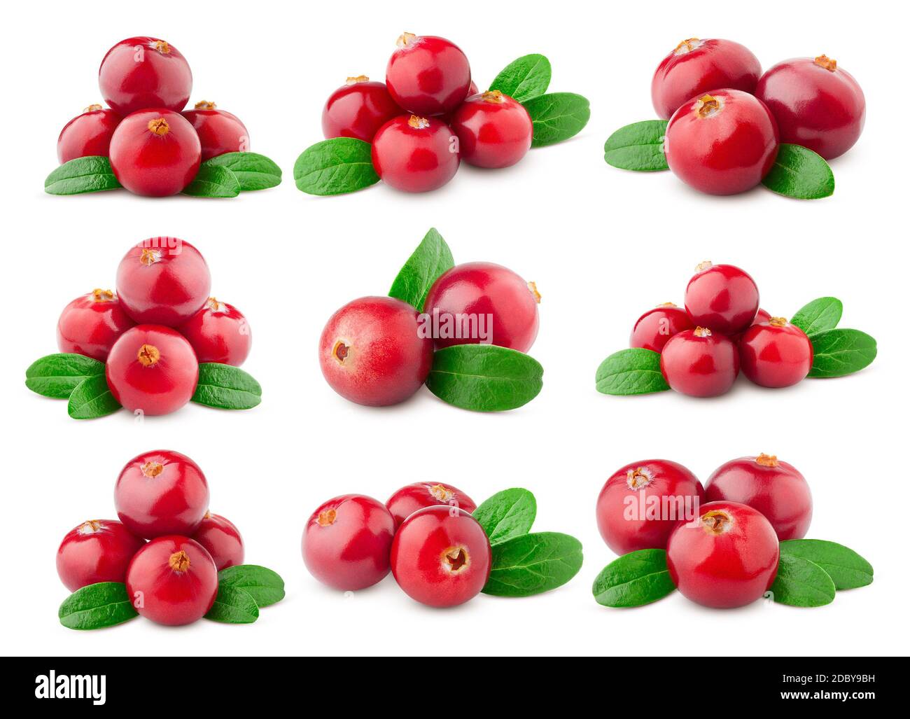 cranberry isolated on white background, clipping path, full depth of ...