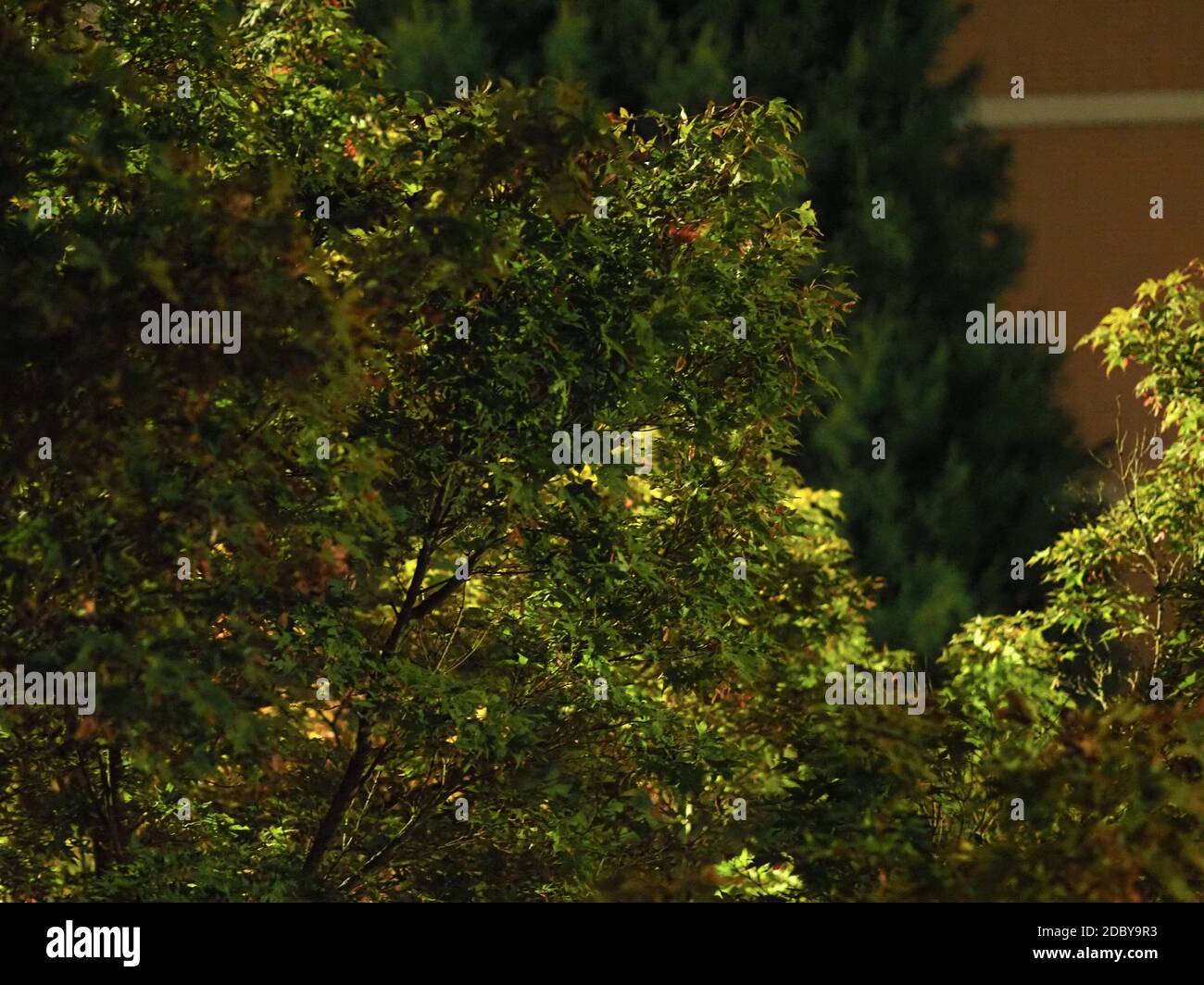 maple tree leaves in dramatic night lighting Stock Photo - Alamy