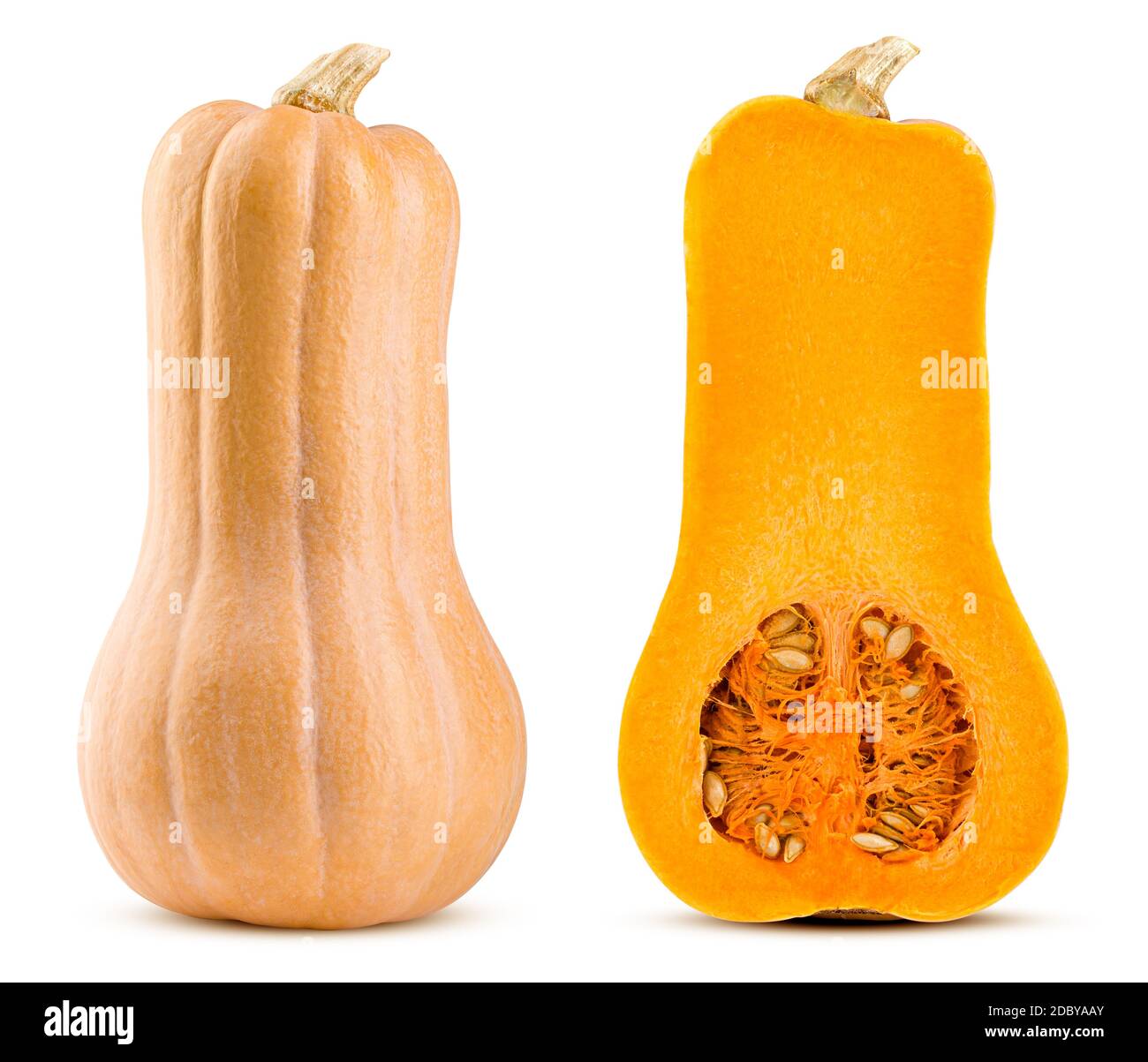 pumpkin butternut squash isolated on white background, full depth of ...