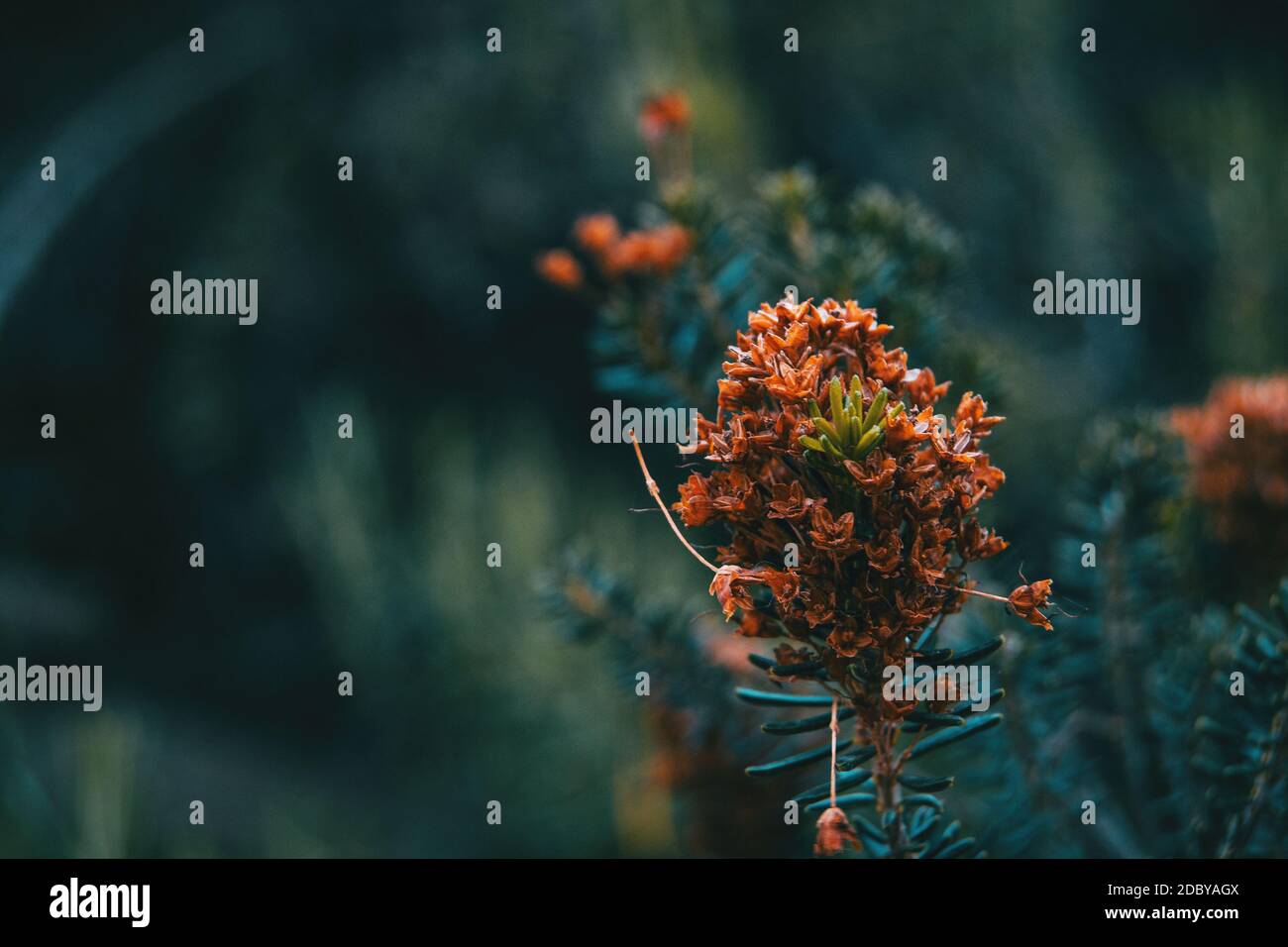 Close-up of a bunch of small dried flowers of an erica vagans plant on ...