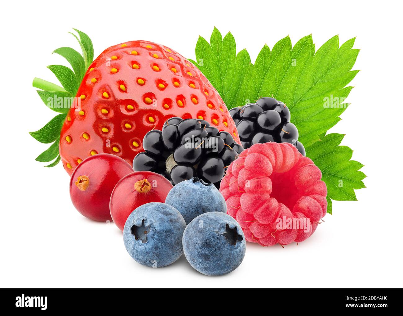 Fresh wild blueberry hi-res stock photography and images - Alamy