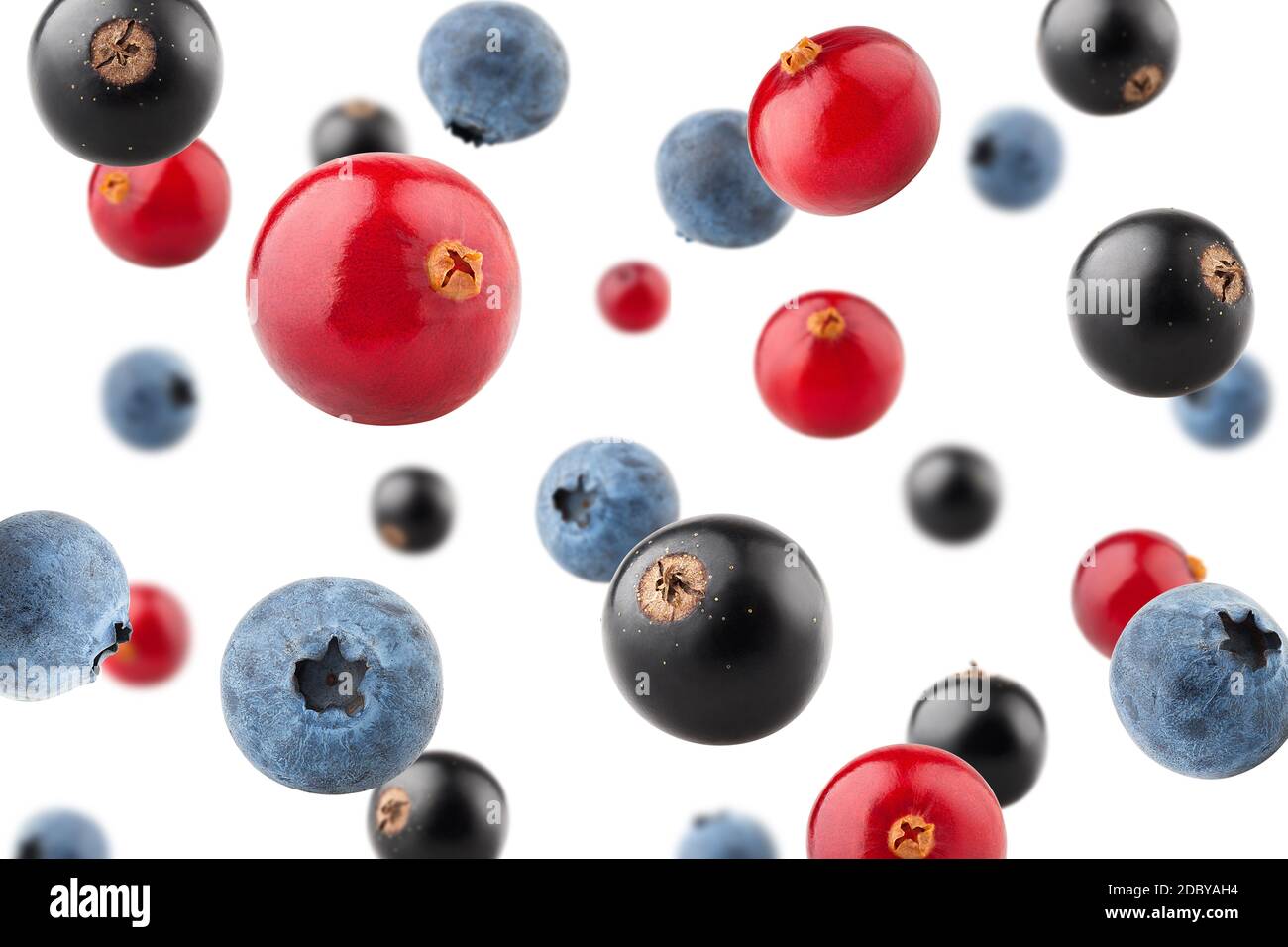 Black cranberry hi-res stock photography and images - Alamy
