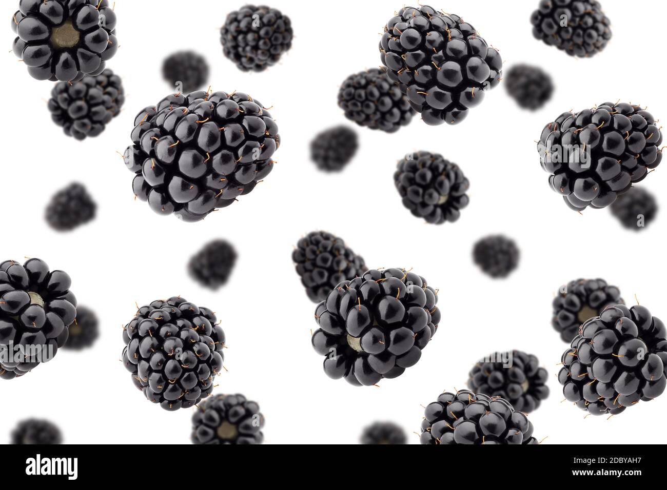 Falling blackberry isolated on white background, selective focus Stock ...