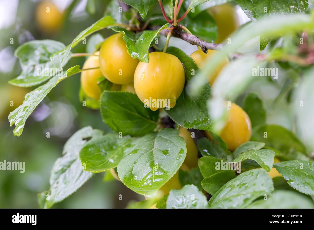 Mirabelle Prune Prunus Domestica High Resolution Stock Photography and ...