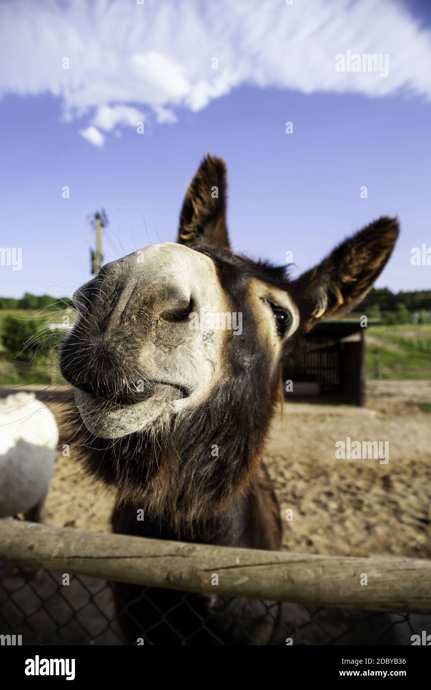 Mammal animal in an ecological animal farm Stock Photo - Alamy