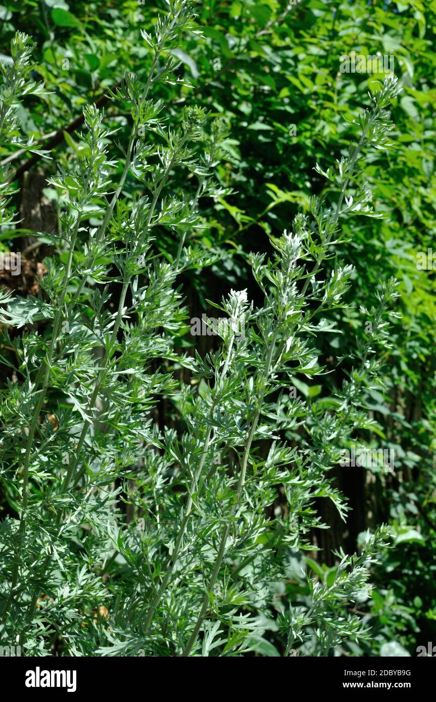 absinthe in a garden Stock Photo - Alamy