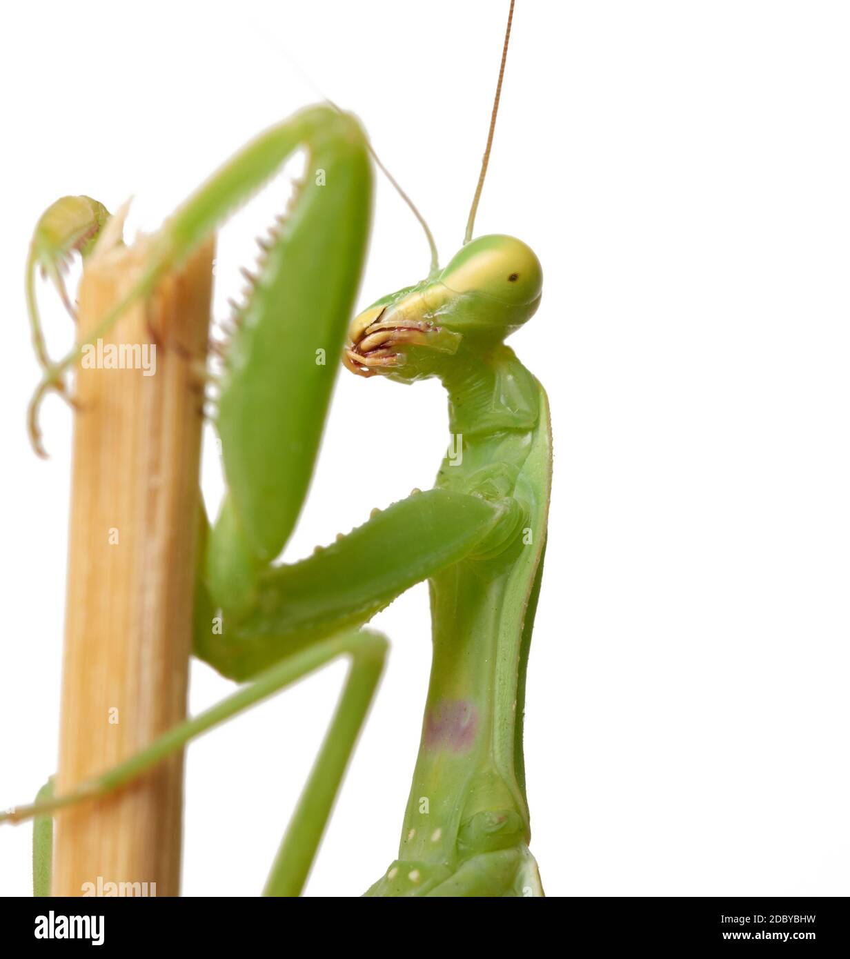 green young mantis sitting on a wooden stick, insect isolated on white ...