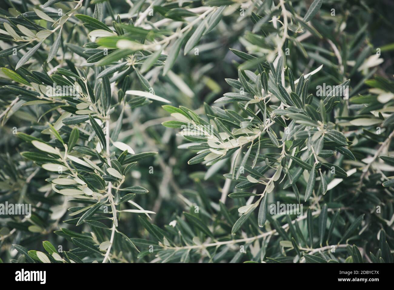 Image Of Olive Tree Background Stock Photo - Alamy