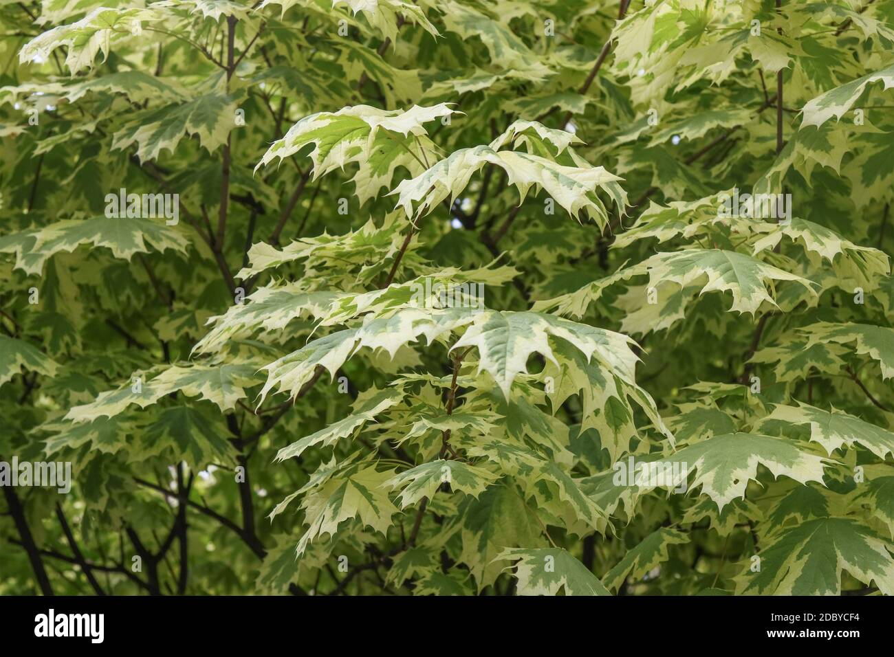 Branches with leaves of the maple tree Stock Photo - Alamy