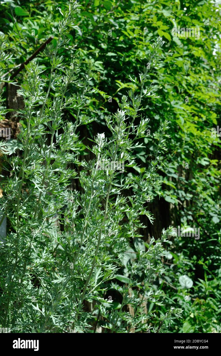 absinthe in a garden Stock Photo - Alamy