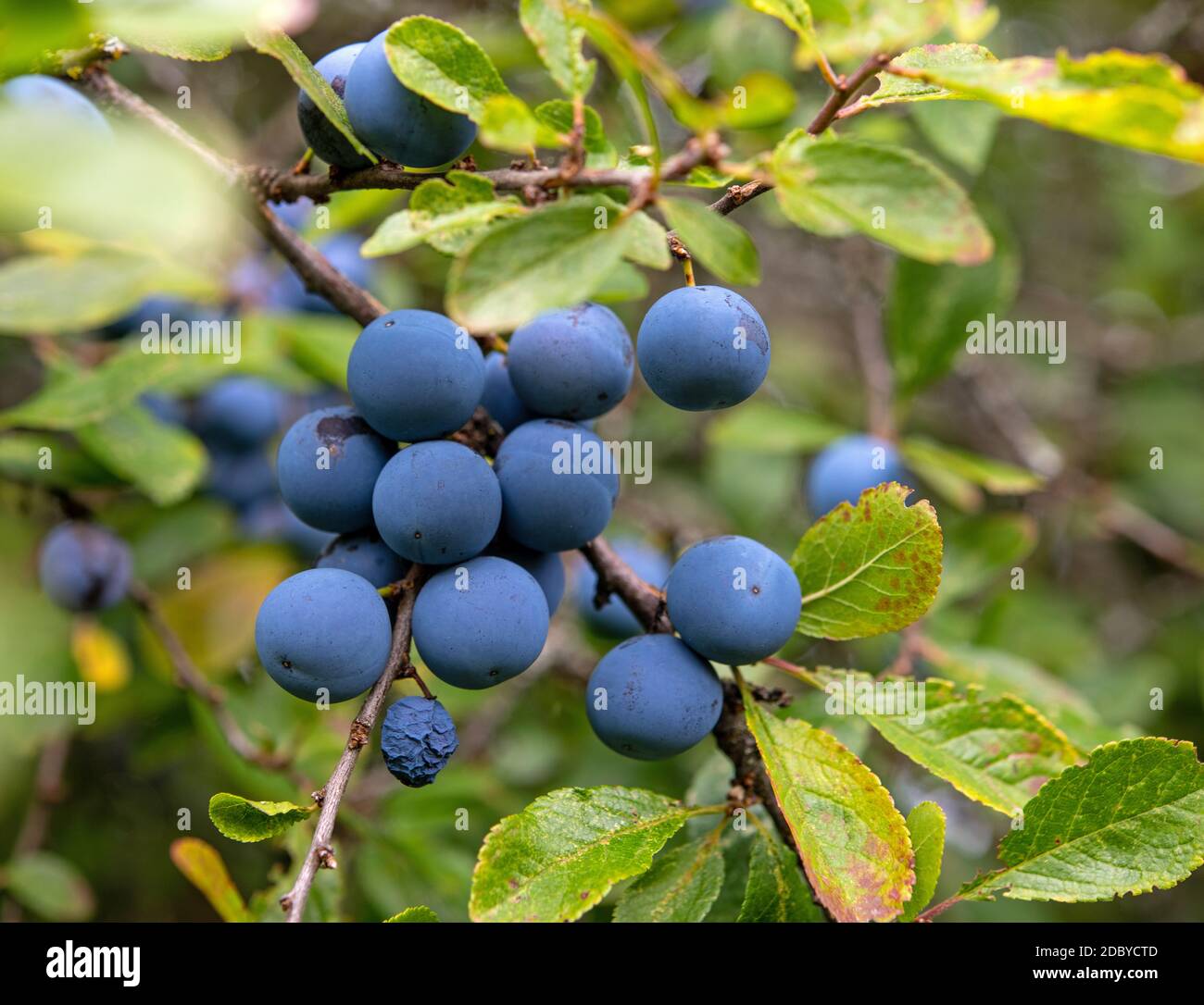 Deciduous thorn tree hi-res stock photography and images - Alamy