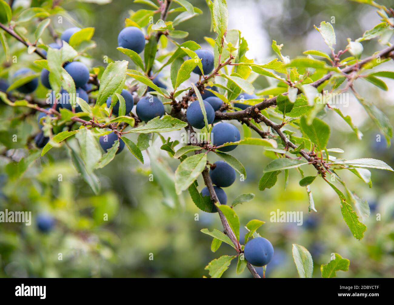 Thorn forest hi-res stock photography and images - Alamy