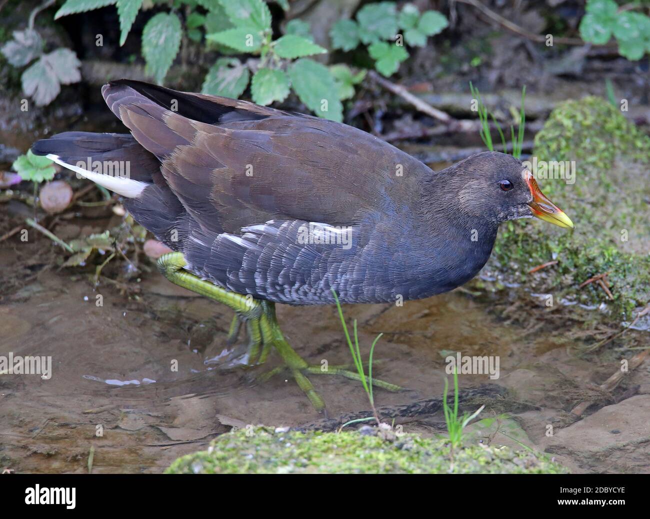 Green-footed pond chicken Gallinula chloropus at the Leimbach in ...
