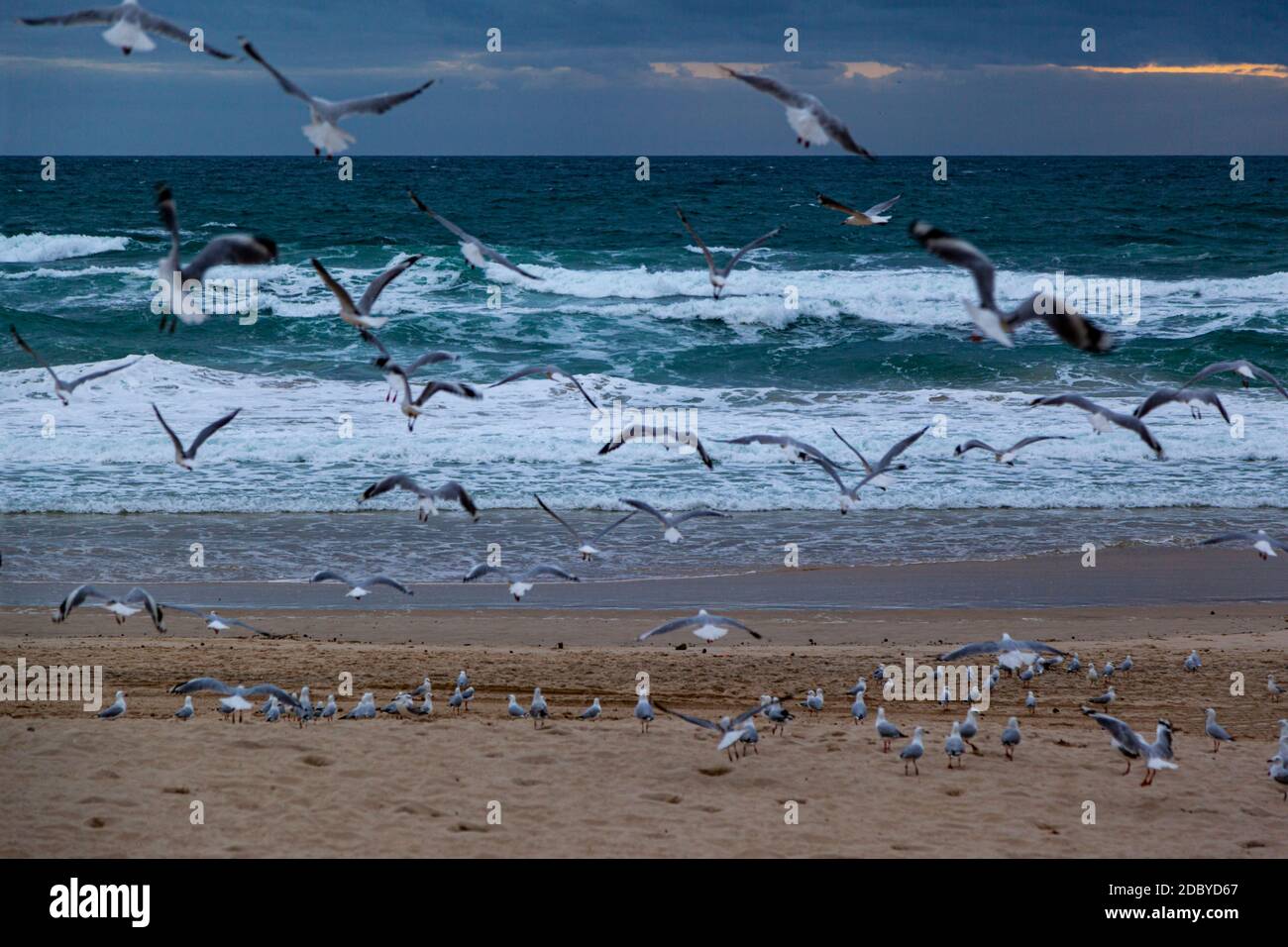 Beautiful white bird soaring hi-res stock photography and images - Alamy