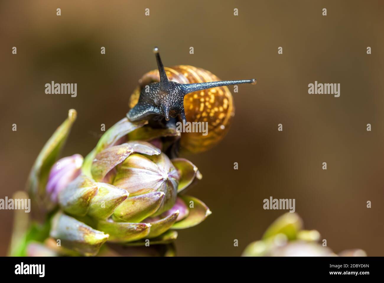 Land snail europe on white hi-res stock photography and images - Alamy