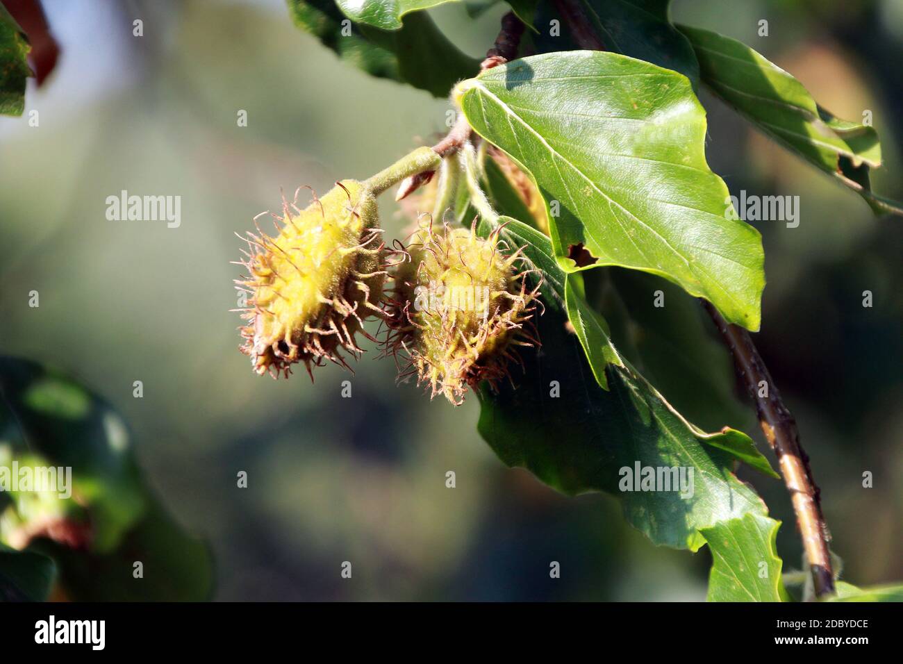 Bucheckern hi-res stock photography and images - Alamy