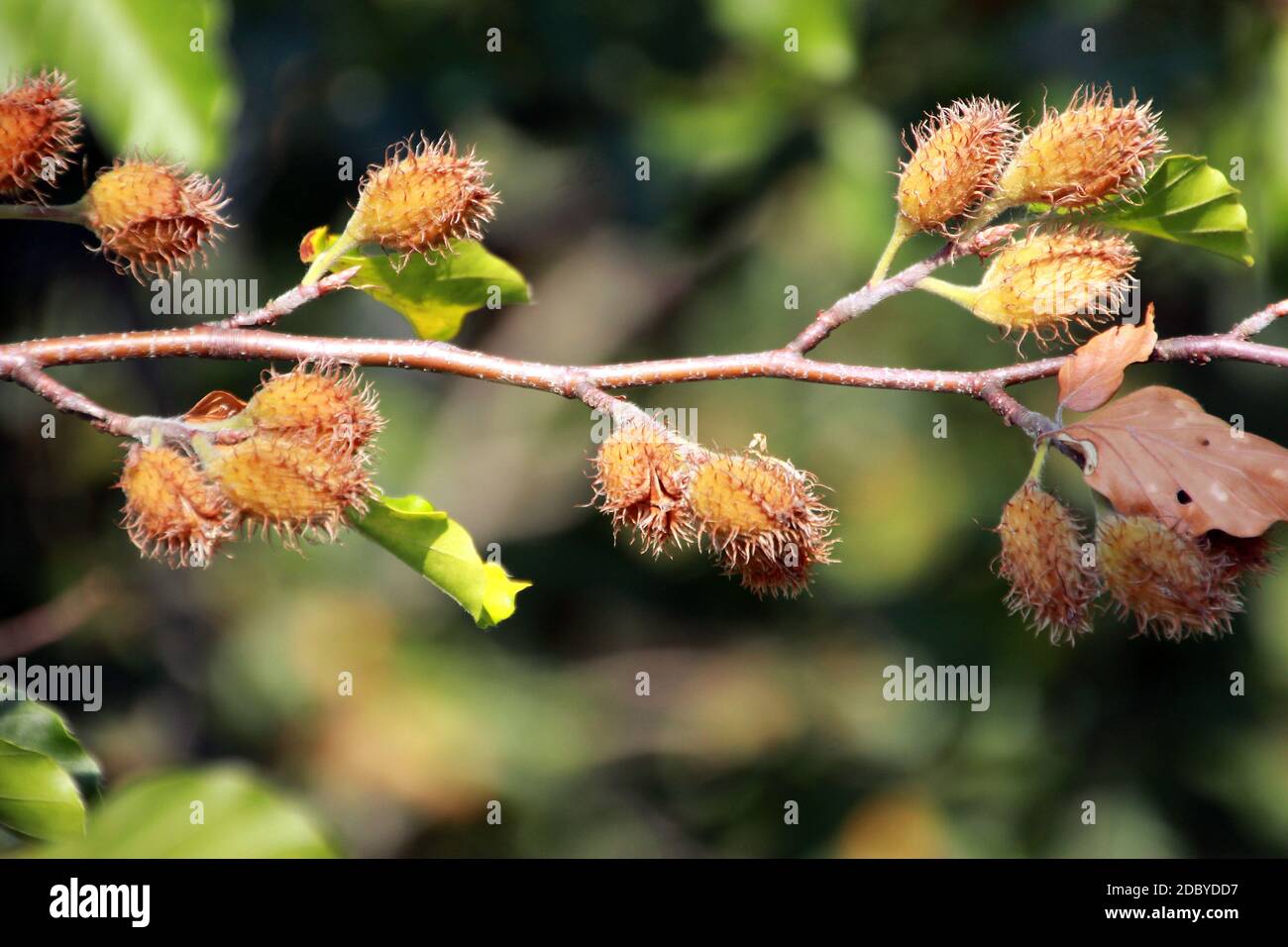 Bucheckern hi-res stock photography and images - Alamy