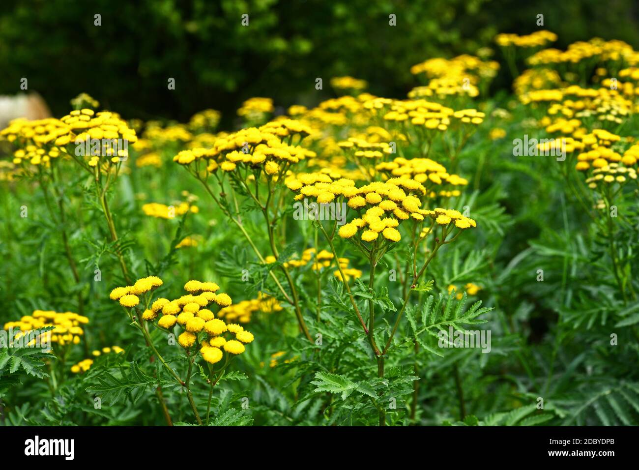 Yellow composites hi-res stock photography and images - Alamy